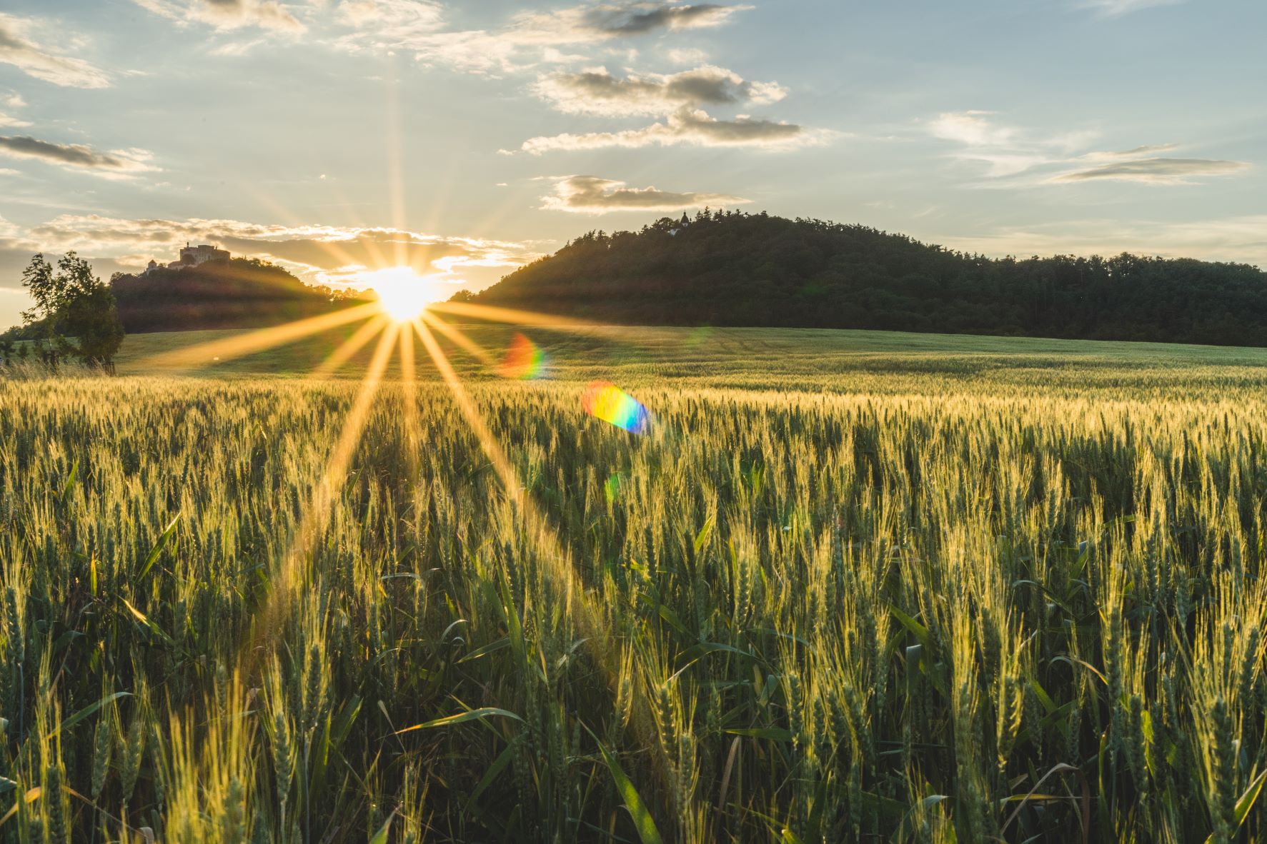 Newsroom » CMBC announces target to use 100% regenerative barley across ...